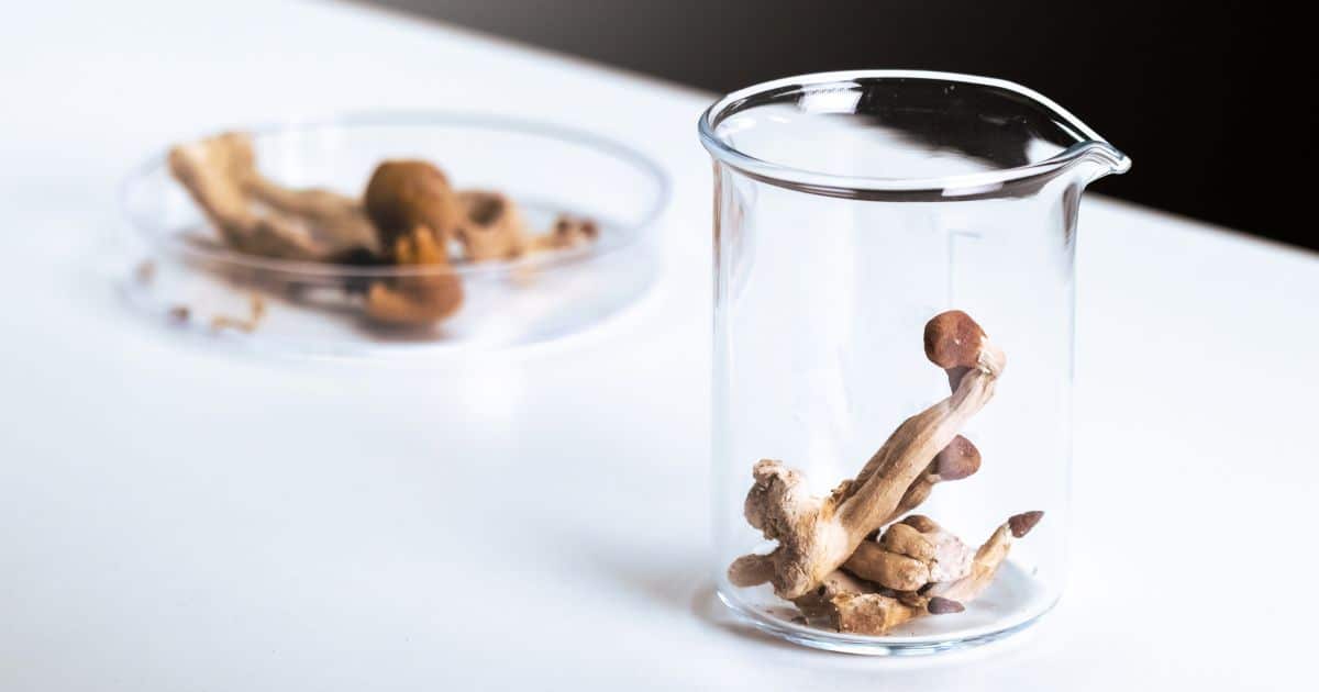 How Long Do Mushrooms Stay in Your System? - Moving Mountains Recovery