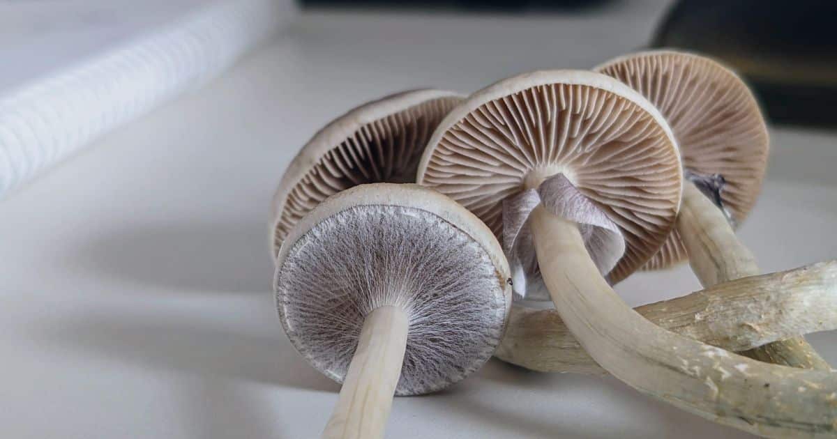 When Do Shrooms Kick In? Effects of Psilocybin