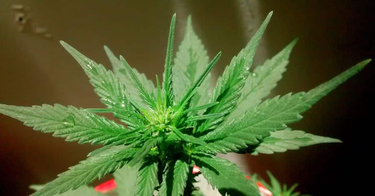 THCA vs THCO: Understanding the Differences